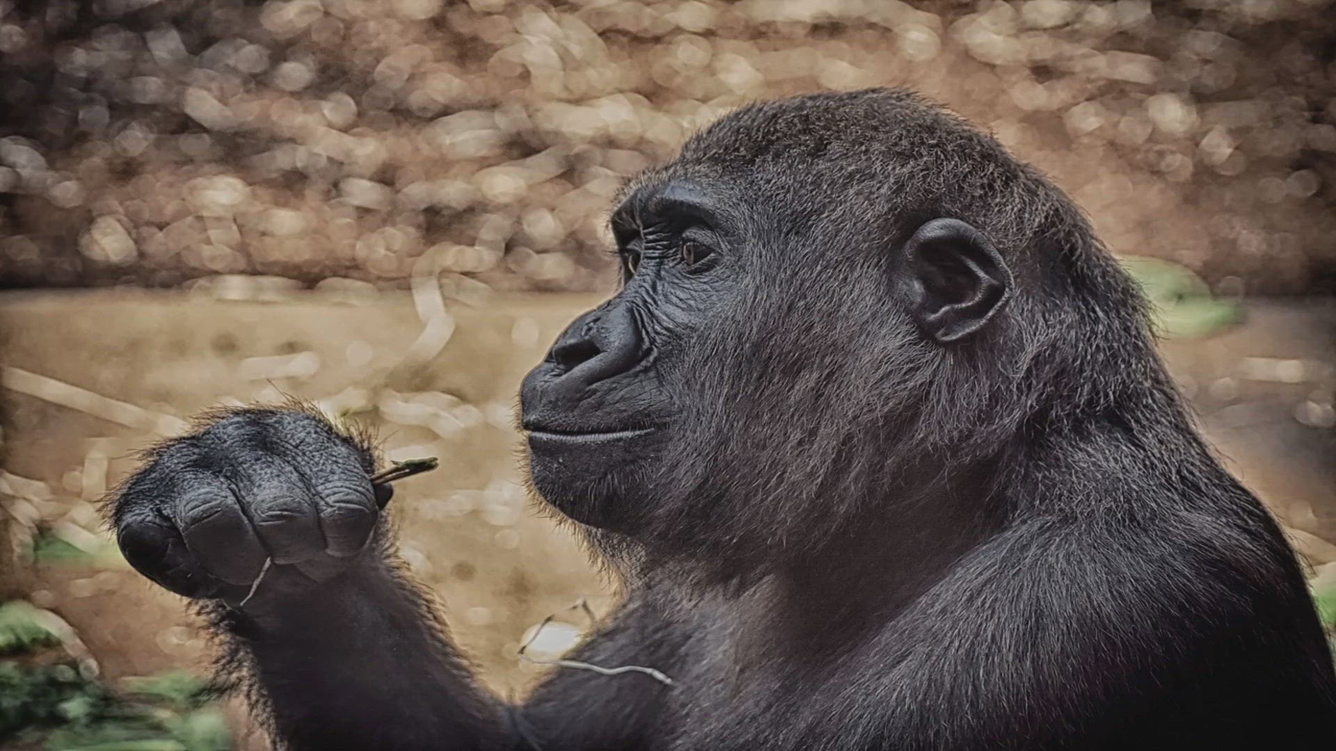 Gorilla Social Behavior: Discover How Gorillas Live in Groups! | Open Video
