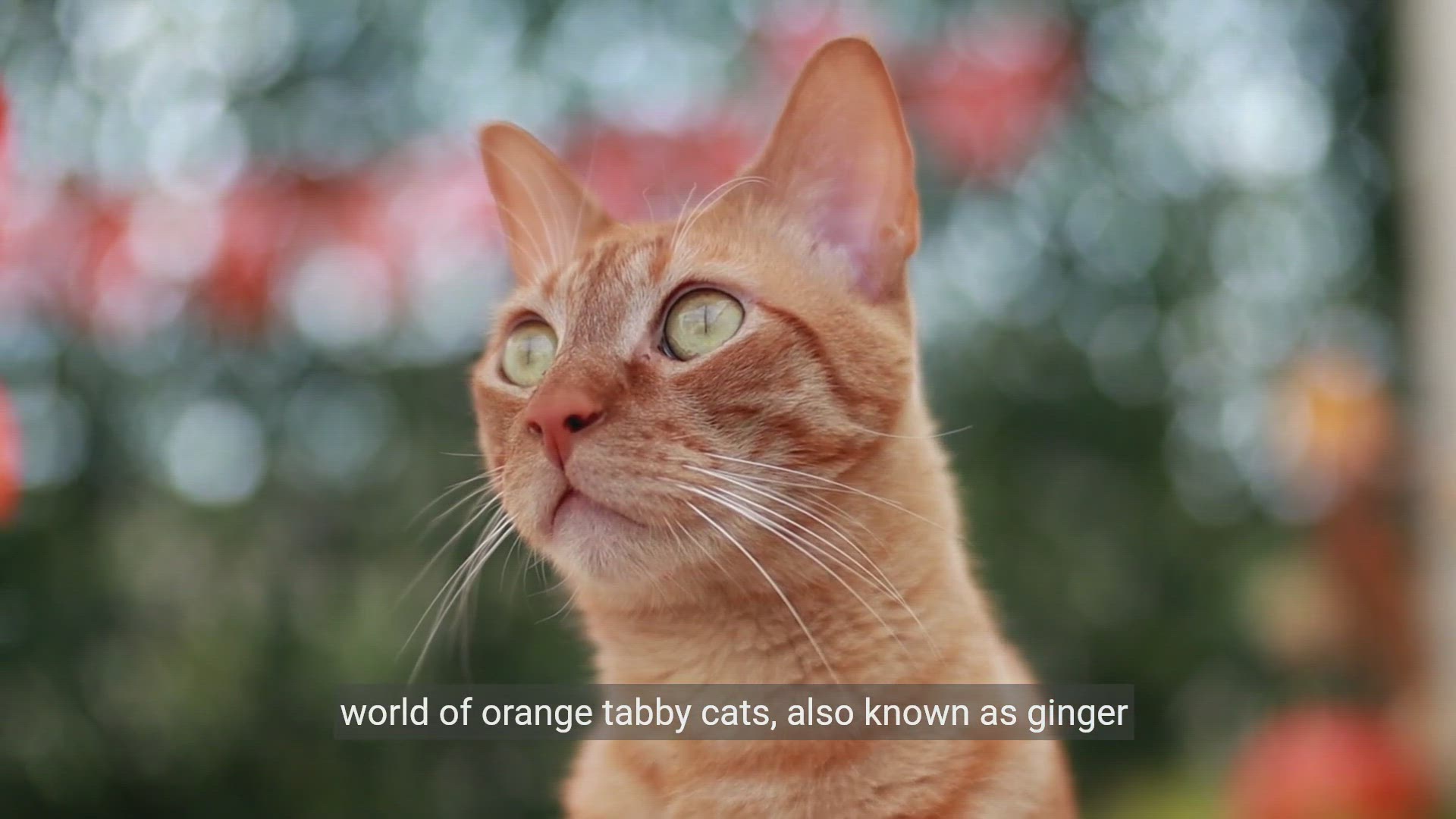 15 Fun Facts About Orange Tabby (Ginger) Cats | Open Video