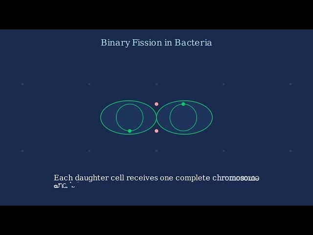 Binary Fission Explained - How Cells Divide | Open Video