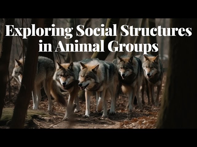 Exploring Social Structures in Animal Groups