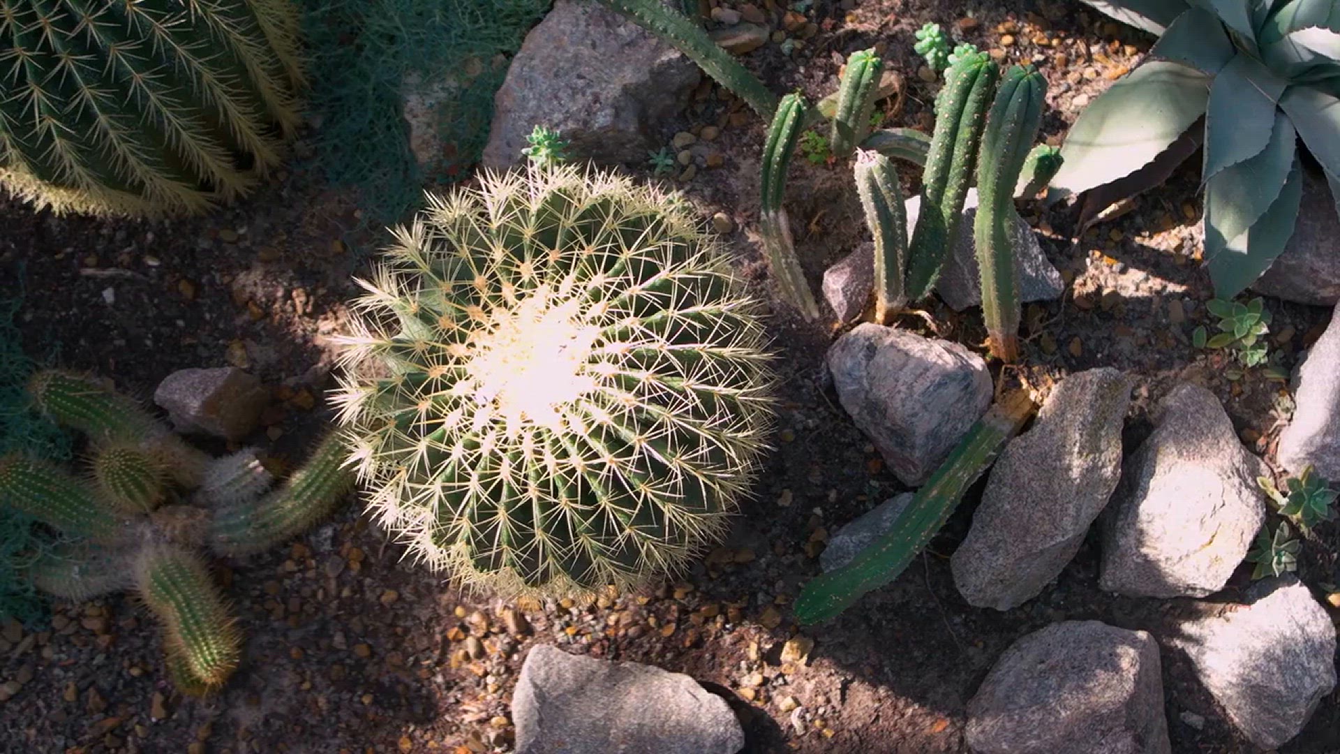 Cacti vs Succulents Explained | Open Video