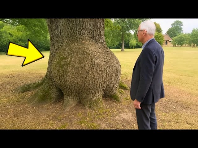 Tree Bulge Kept Growing for 30 Years, Then the Owner Decided to Cut it ...