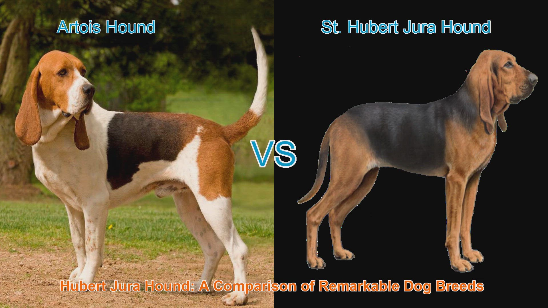 Artois Hound vs. St. Hubert Jura Hound: A Co... | Open Video