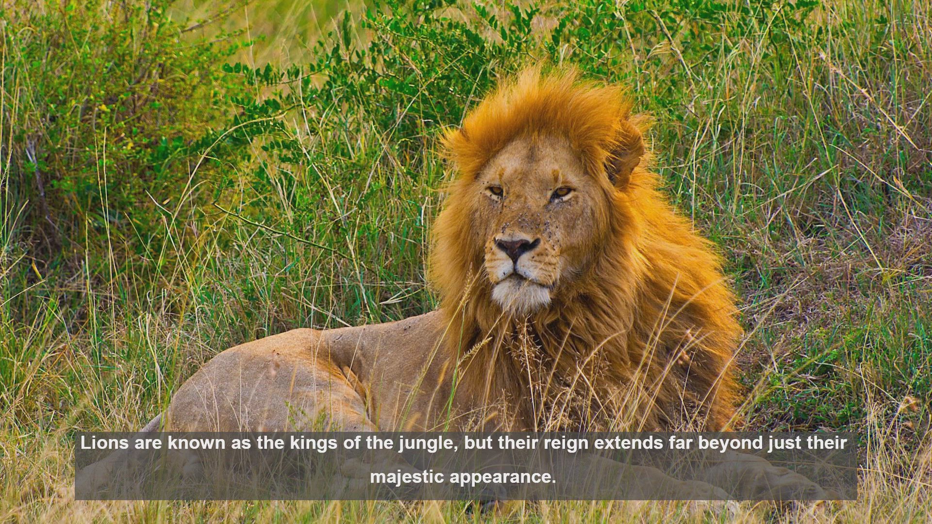 10 Lion Physical Traits That Make Them Top P... | Open Video