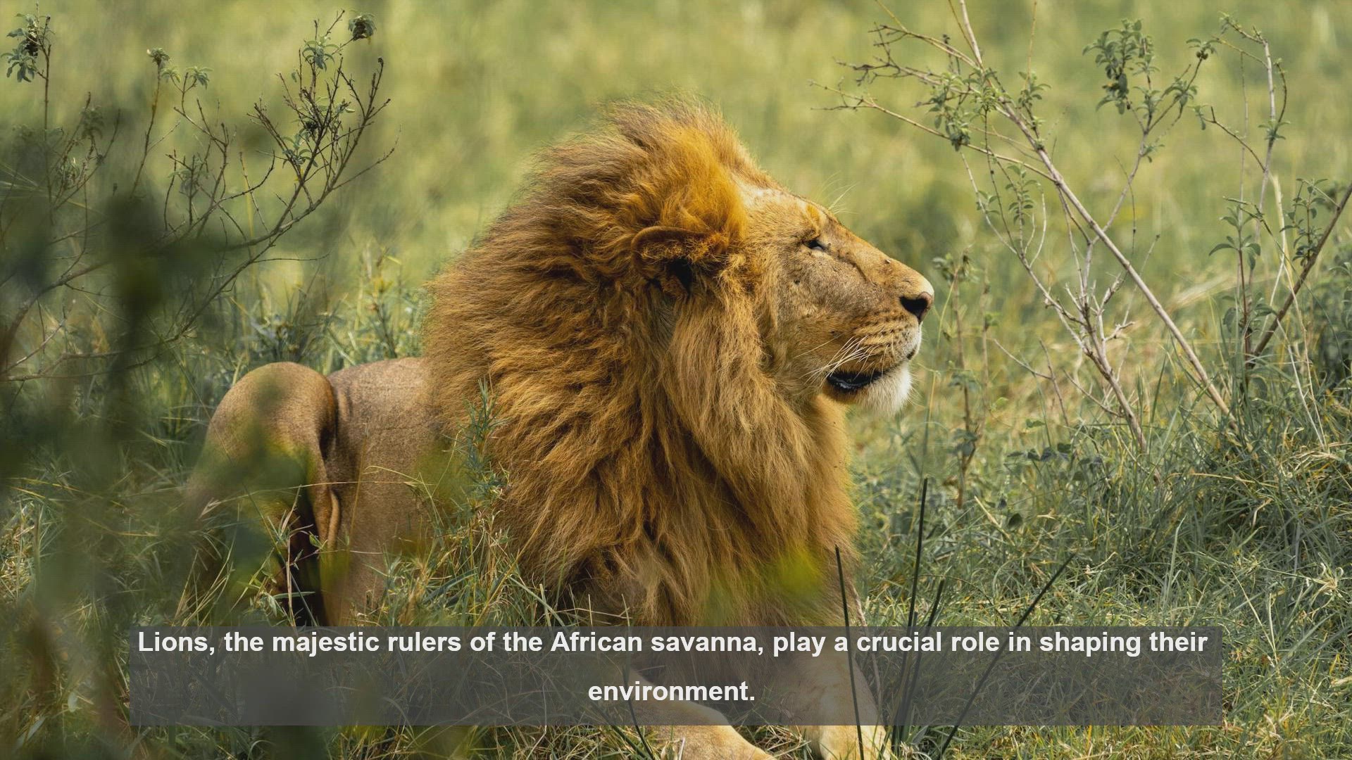 10 Key Facts: How Lions Shape African Ecosys... | Open Video