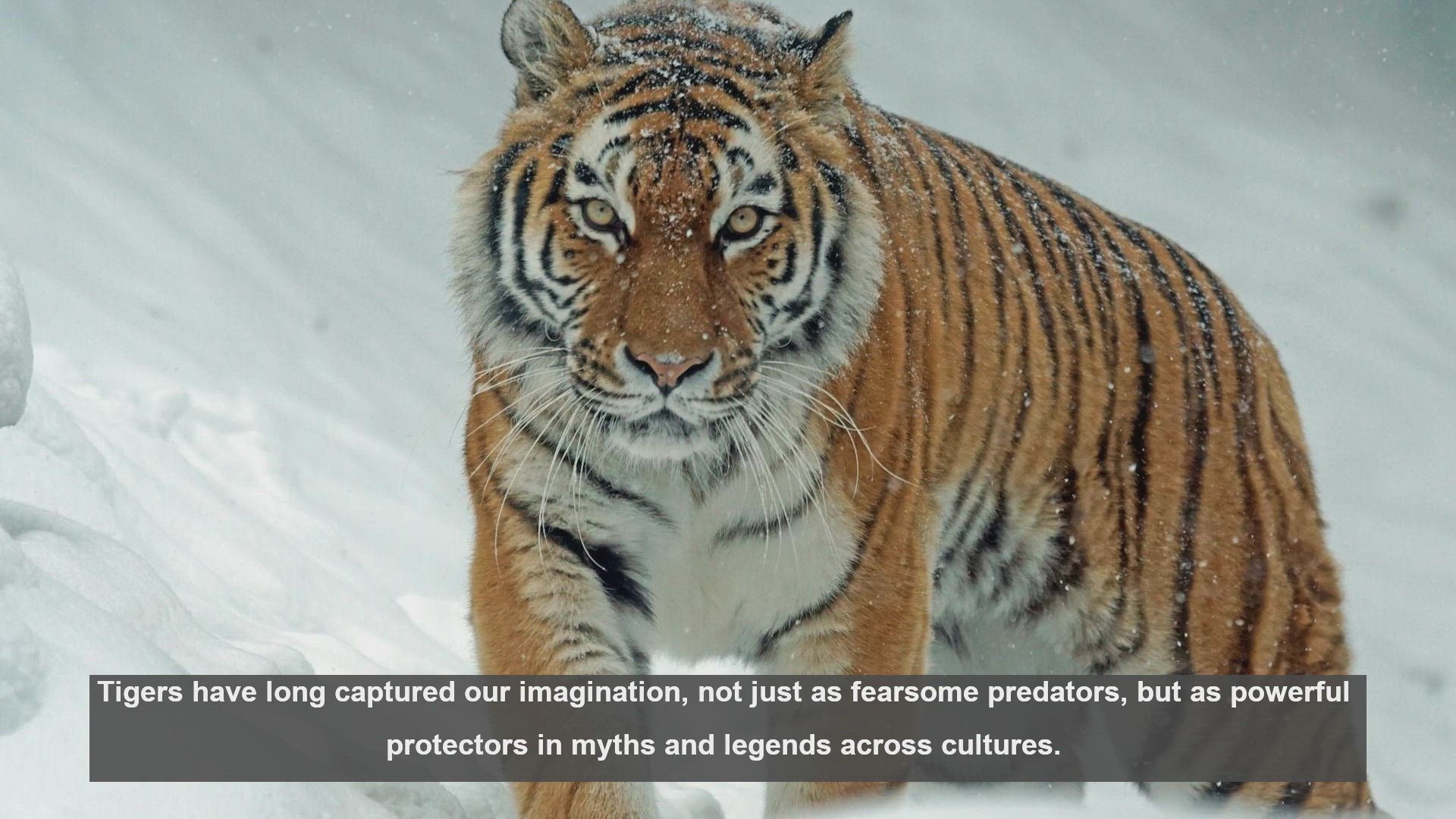 10 Asian Legends: Tigers as Mythical Protectors | Open Video