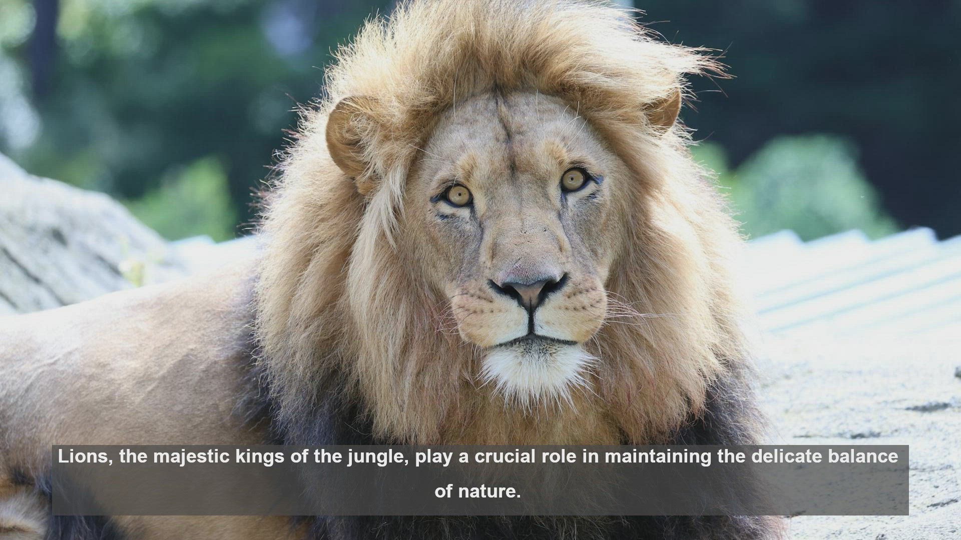 10 Crucial Roles Lions Play in the Food Web | Open Video