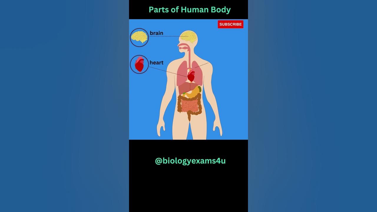 Key Organs of Human Body #biologyexams4u | Open Video