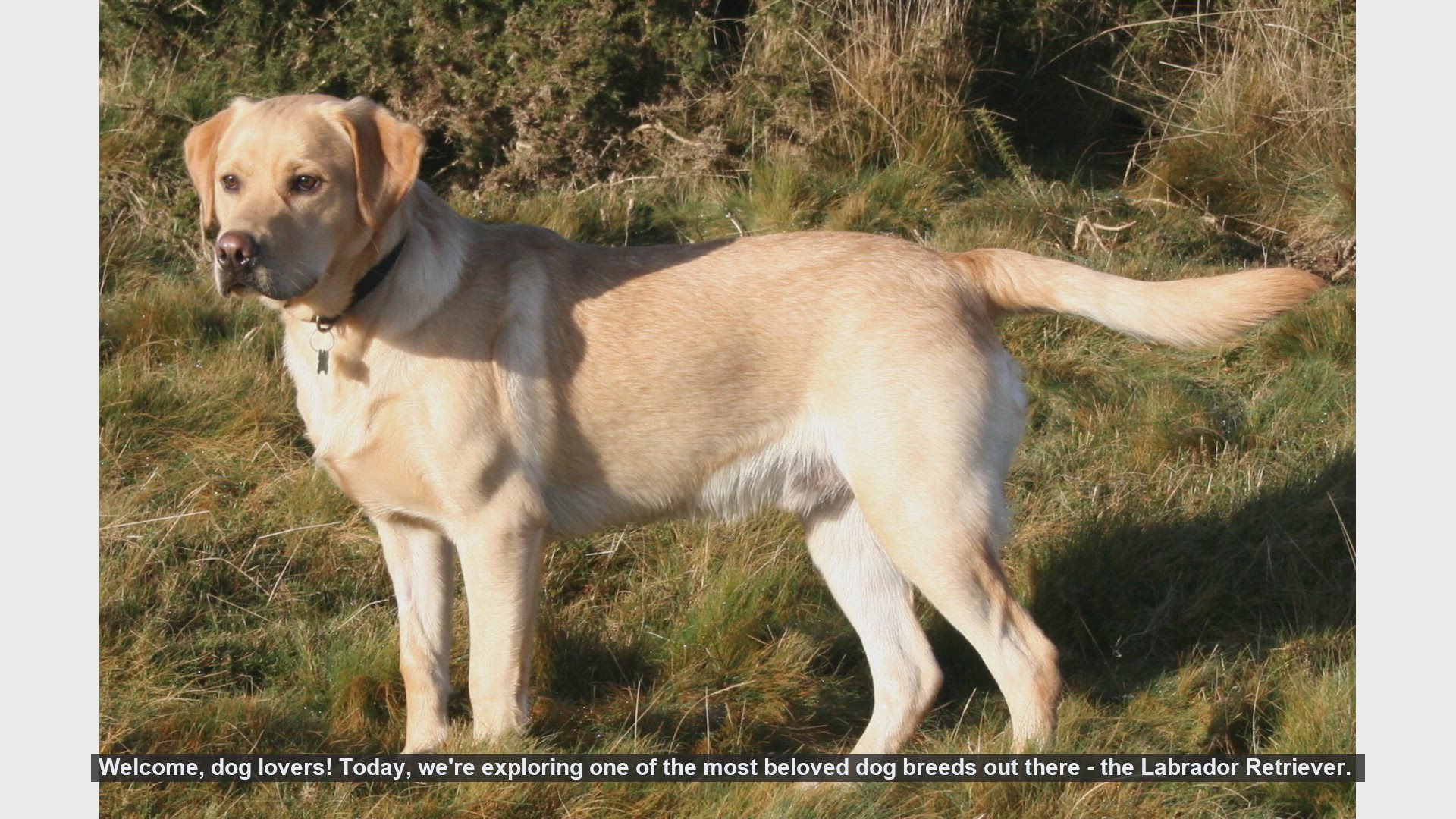 Top 10 Fascinating Facts About Labrador Retr... | Open Video