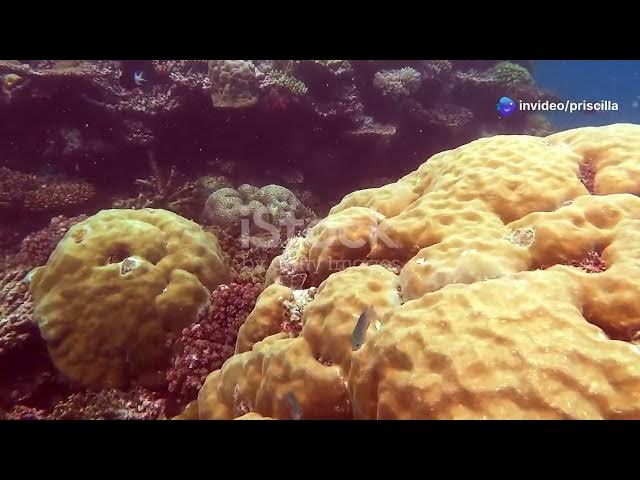 The World of Coral Reefs: An Overview | Open Video