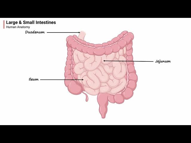 Large & Small Intestines - Human Anatomy... | Open Video