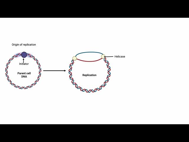 Prokaryotic DNA Replication Animated Video | Open Video