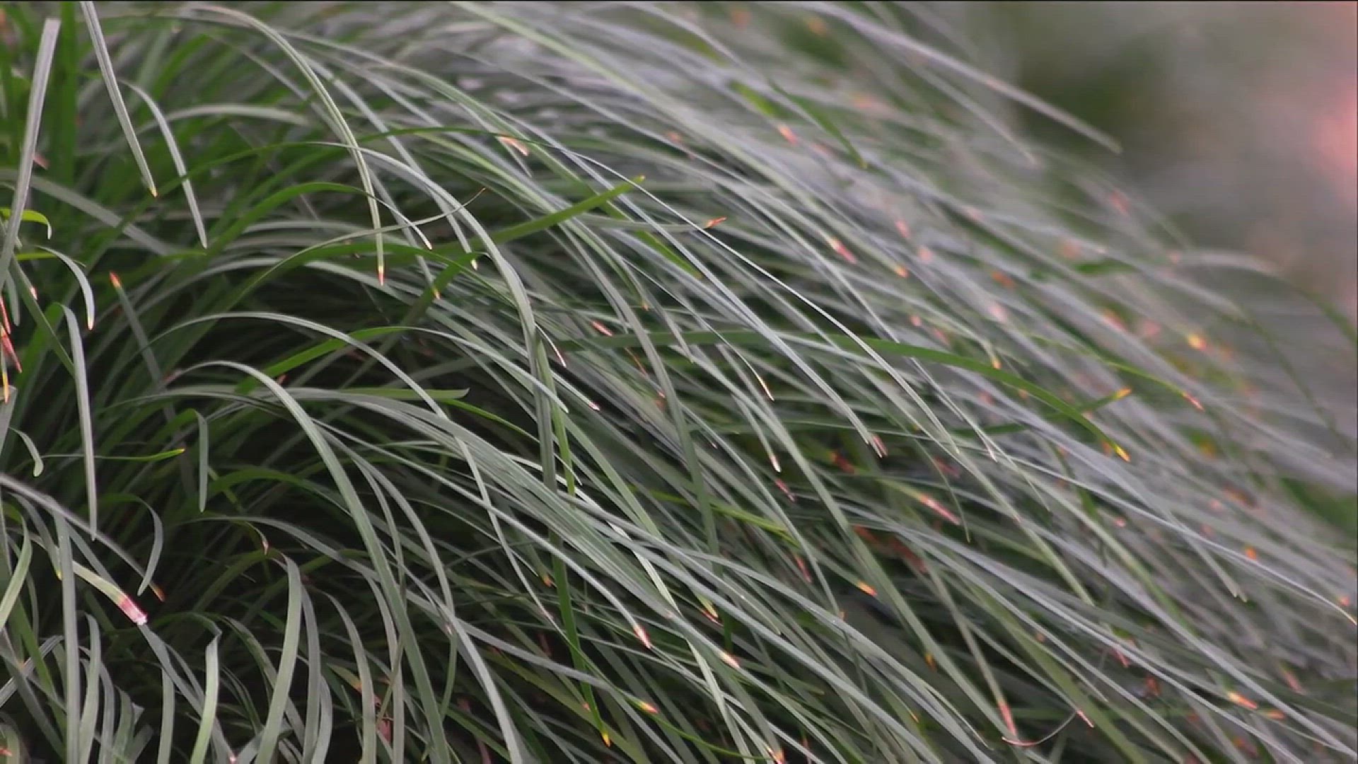 East Timorese Ikan Pepes Recipe | Open Video