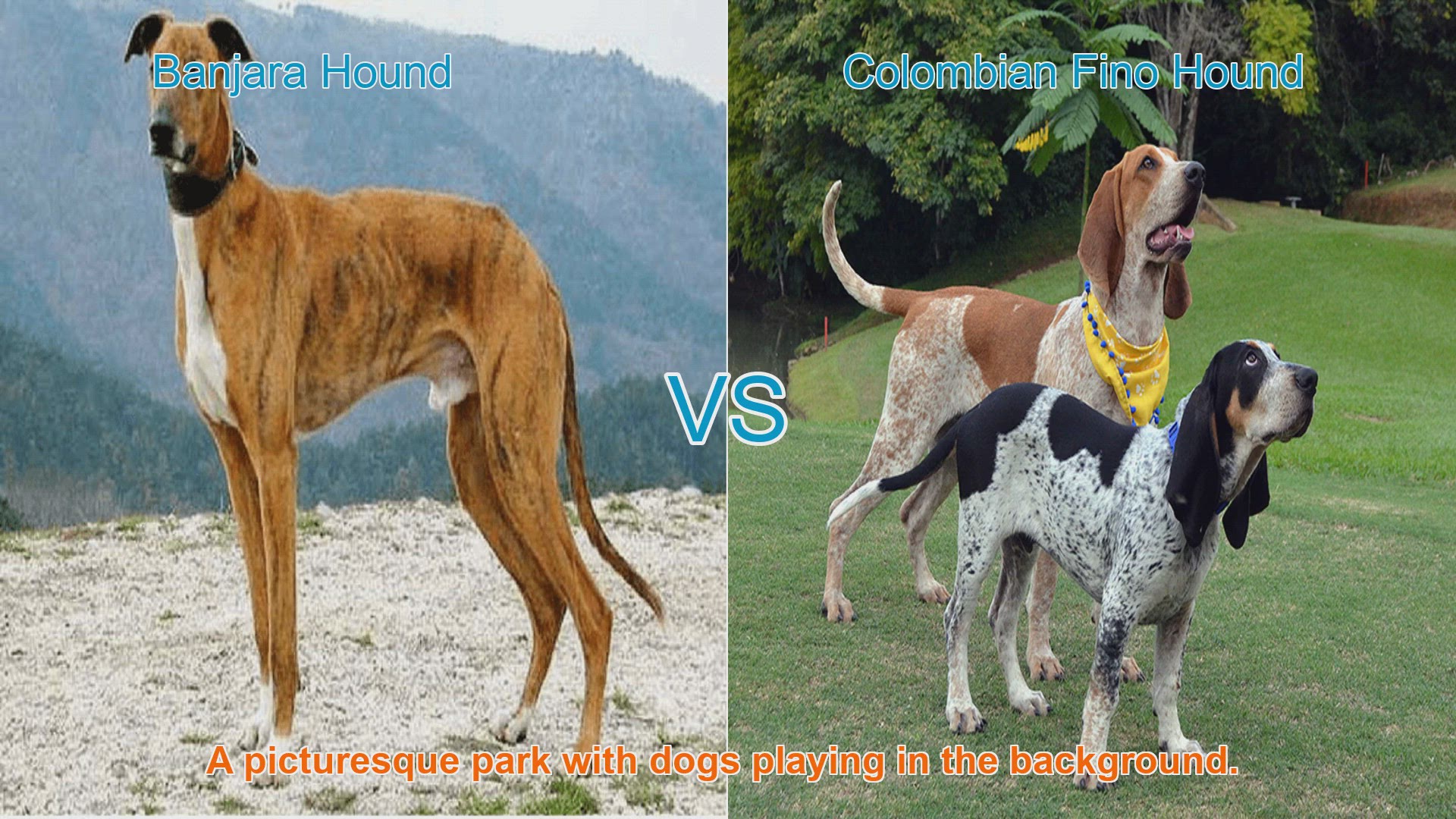 Comparing Banjara Hound and Colombian Fino Hound: A Comprehensive Guide ...