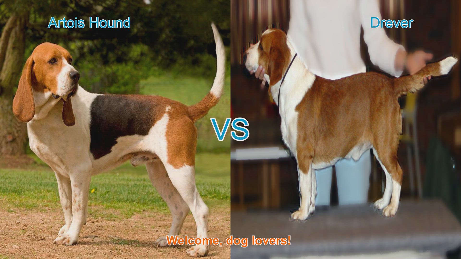Artois Hound vs. Drever: A Comparison of Two... | Open Video