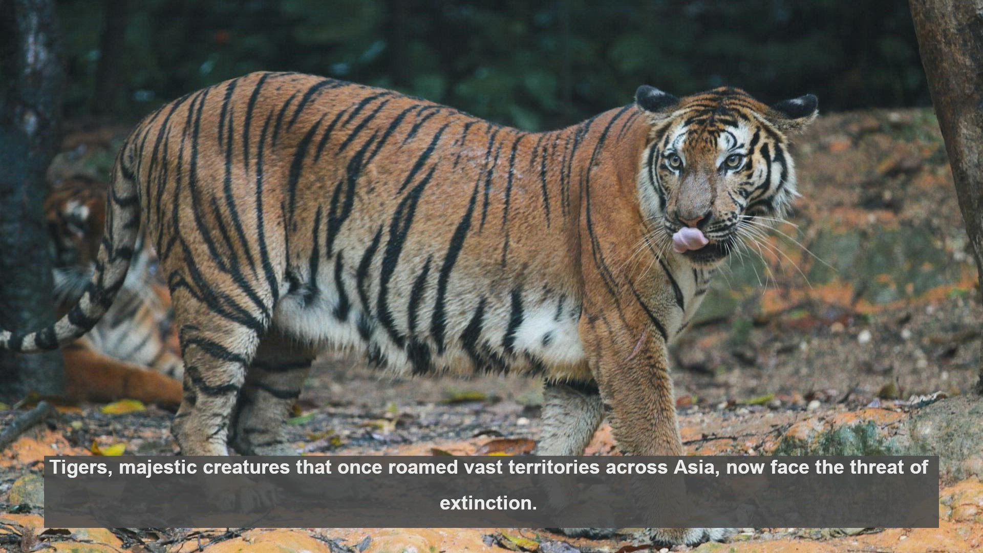 10 Global Events Boosting Tiger Conservation... | Open Video
