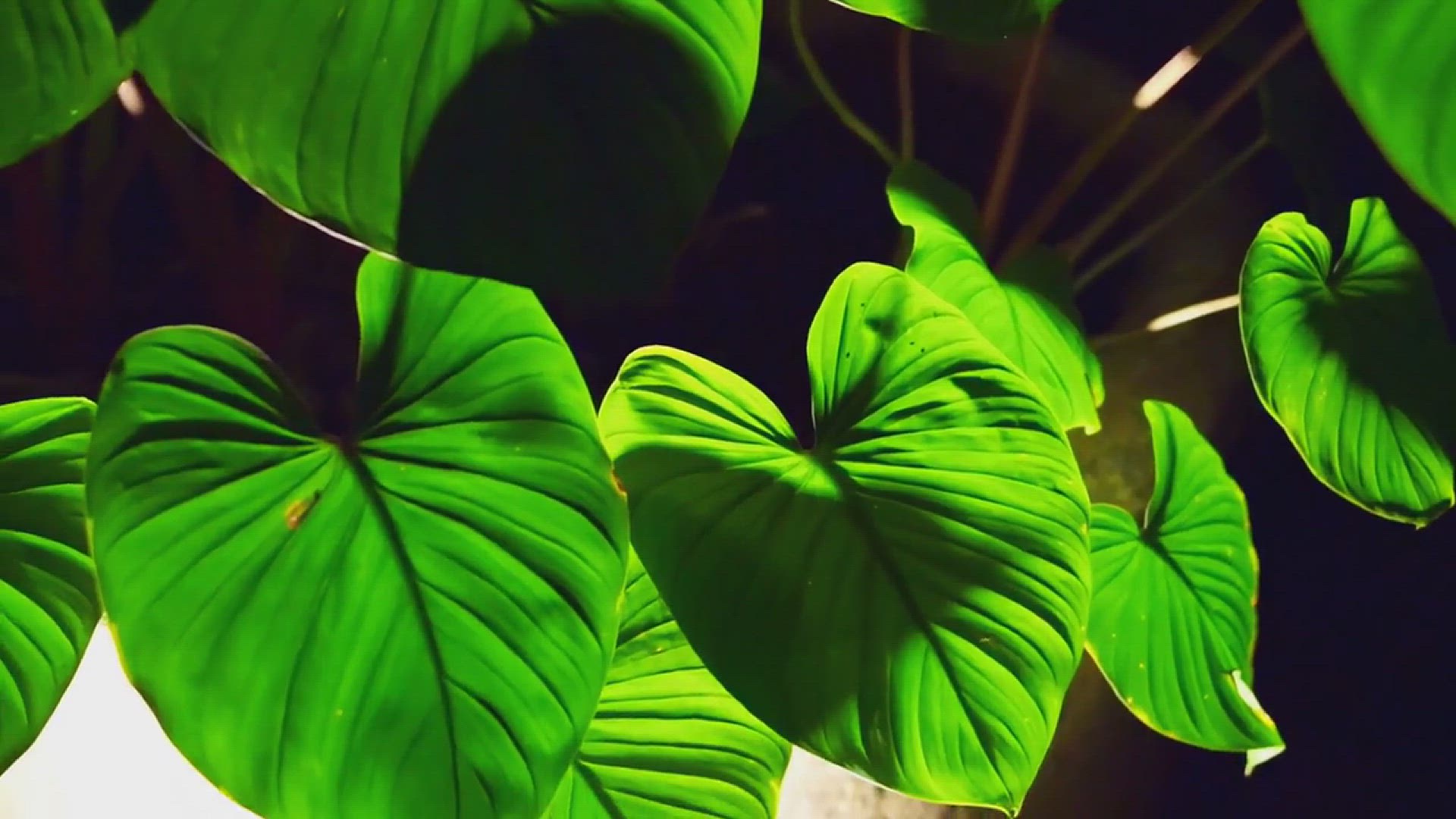 Rwandan Isombe Recipe | Open Video