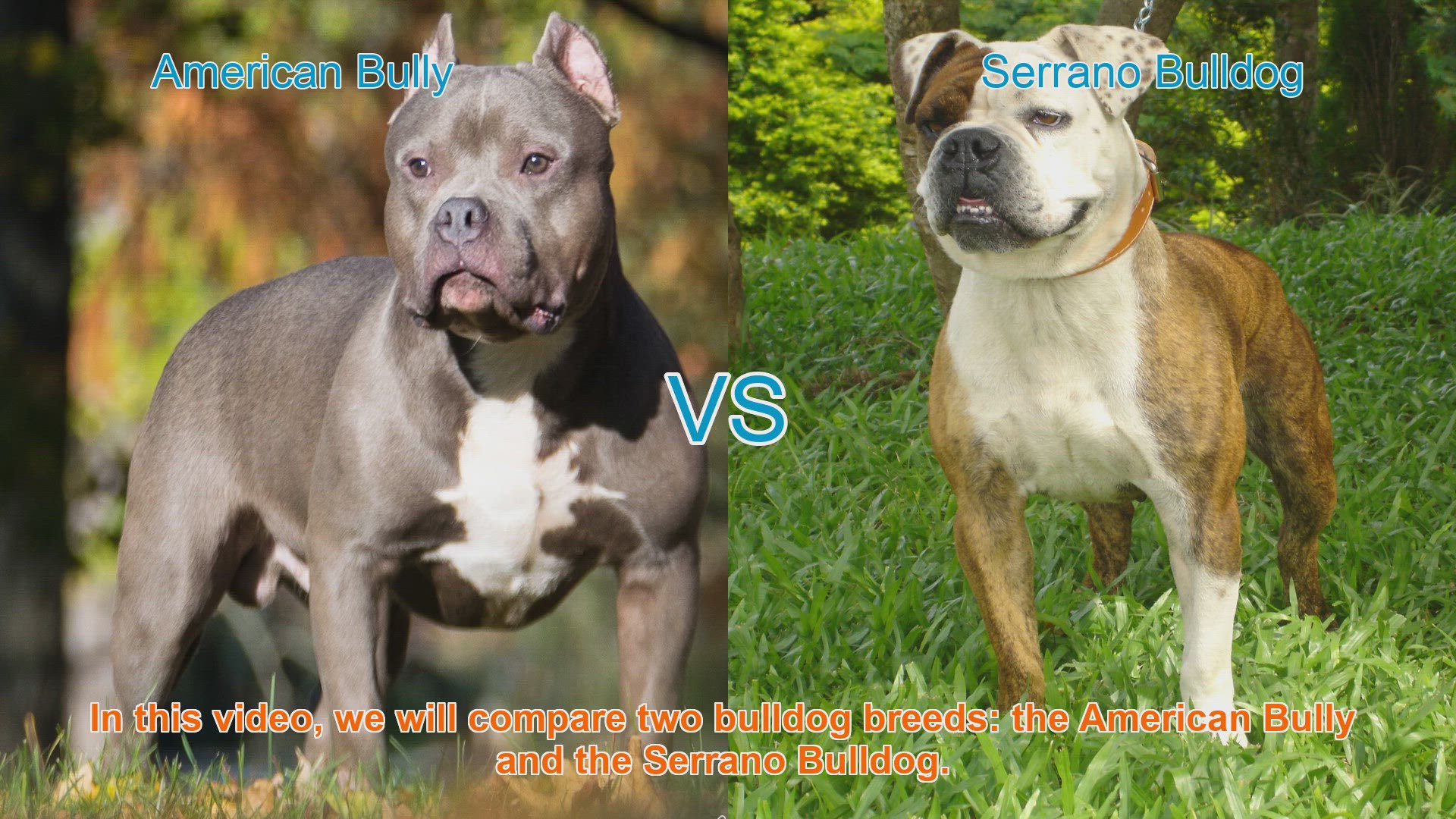 American Bully vs. Serrano Bulldog: A Compar... | Open Video