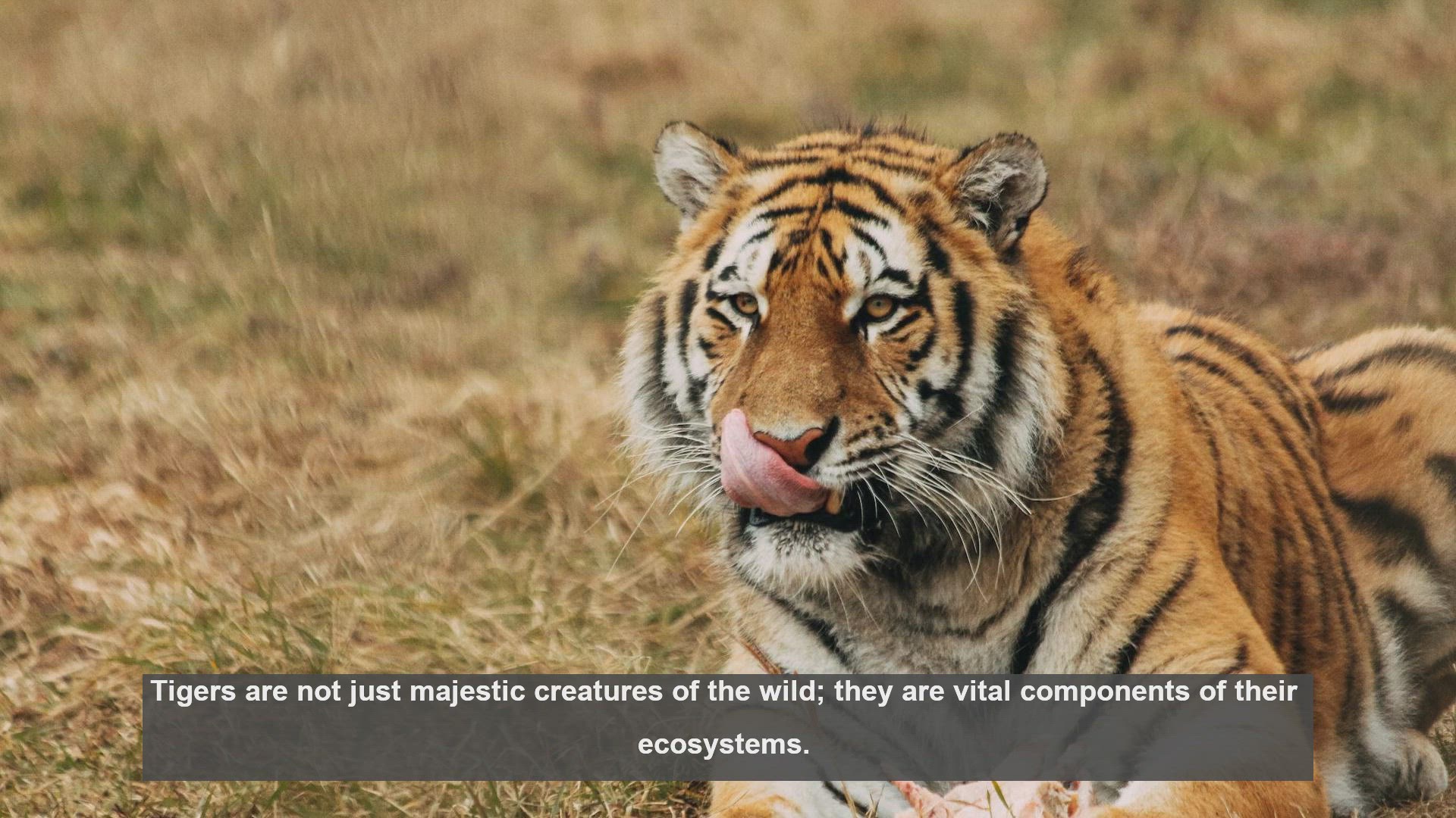 10 Essential Roles Tigers Play in Ecosystem ... | Open Video