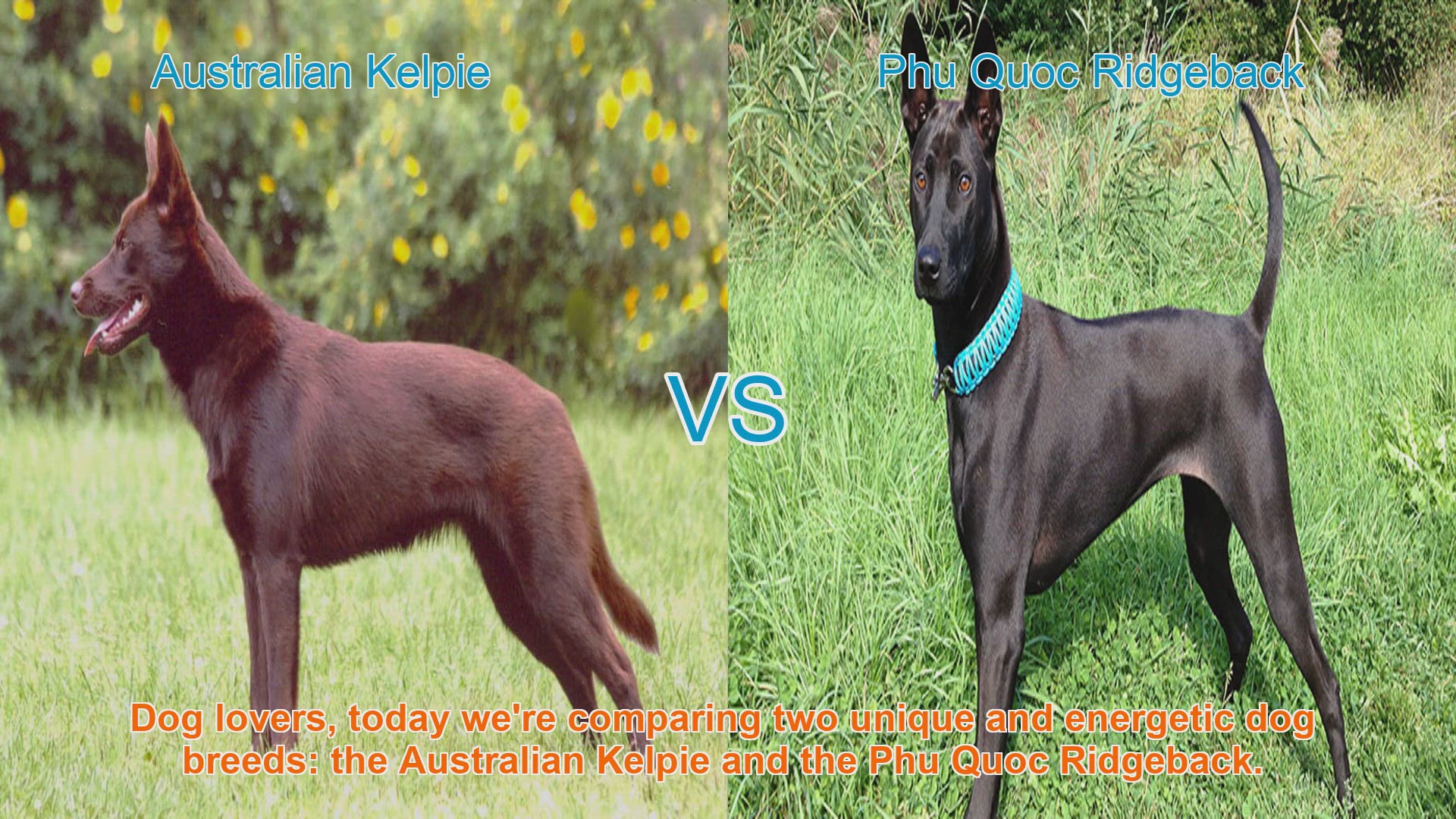 Australian Kelpie vs. Phu Quoc Ridgeback: A ... | Open Video