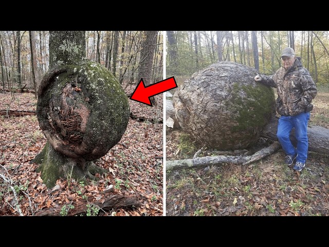 Man Spotted a Lump on a Tree, Gut Told Him to Keep Digging | Open Video