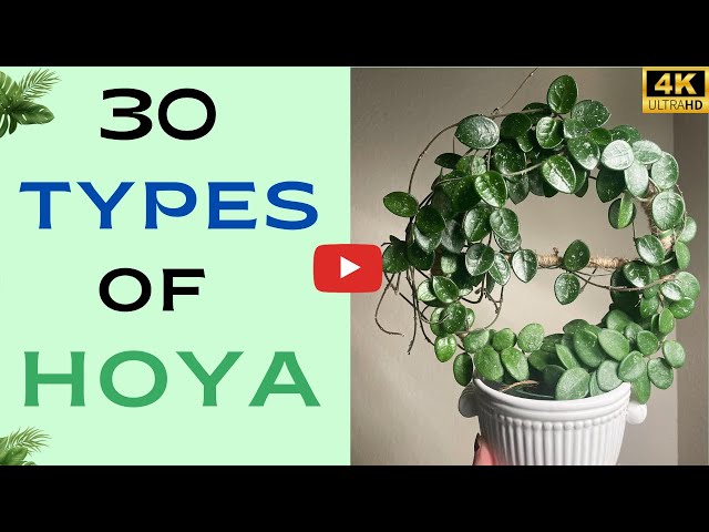 30 Types of Hoya You Can Grow at Home | Hoya... | Open Video