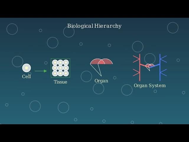 Levels of Life - A Biological Organization Explainer | Open Video