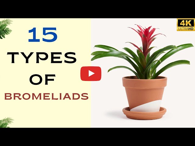 15 Bromeliad Plant Varieties | Types of Brom... | Open Video
