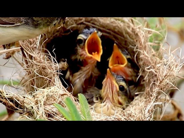 The cuckoo bird feed it food to babies cries on nest | Open Video