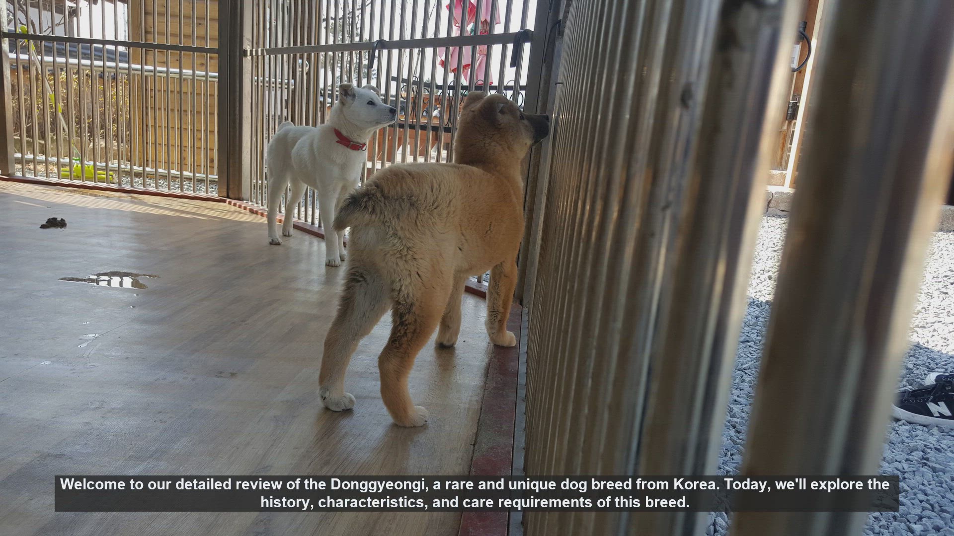 Discover the Rare Donggyeongi: Korea's A... | Open Video