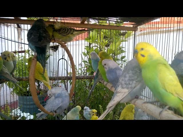 Meet the Gorgeous Mutations Rare Budgie Colo... | Open Video