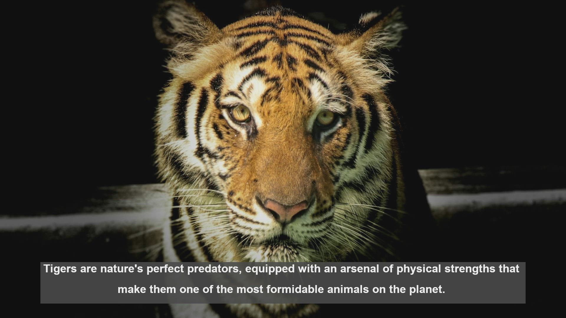 10 Incredible Physical Strengths of Tigers | Open Video