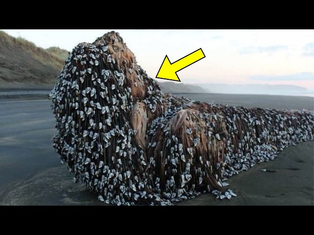 Earthquake Uncovered Weird Shaped Structure.... | Open Video