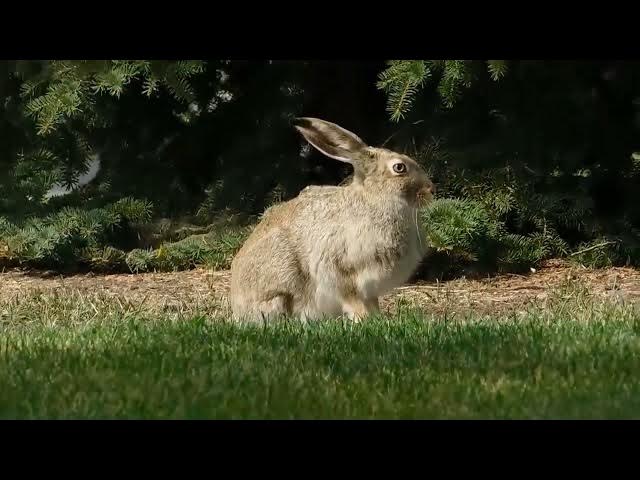 Are Rabbits Afraid of the Dark? Exploring Bunny Night Vision | Open Video
