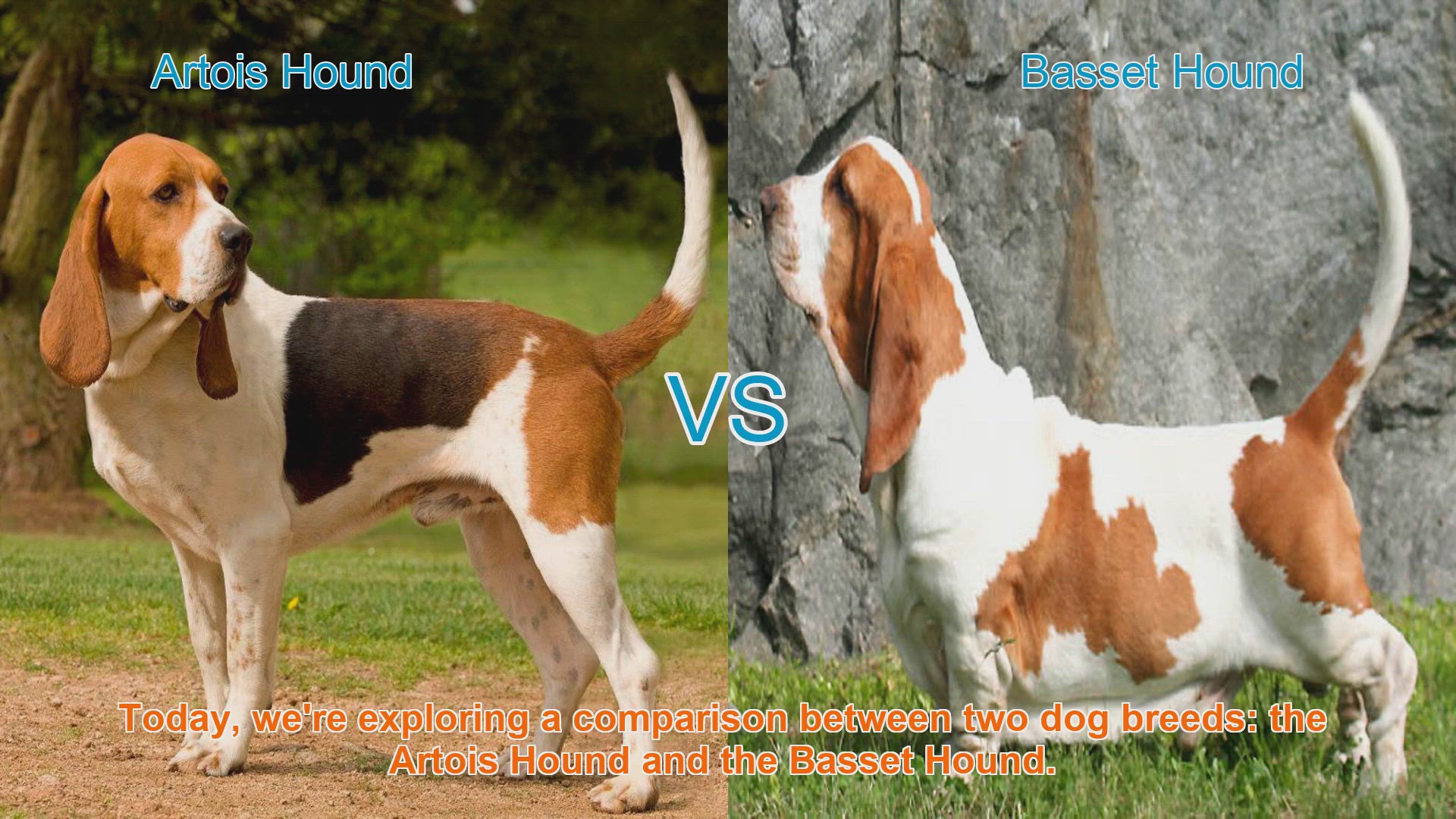 Artois Hound vs. Basset Hound: A Comprehensi... | Open Video