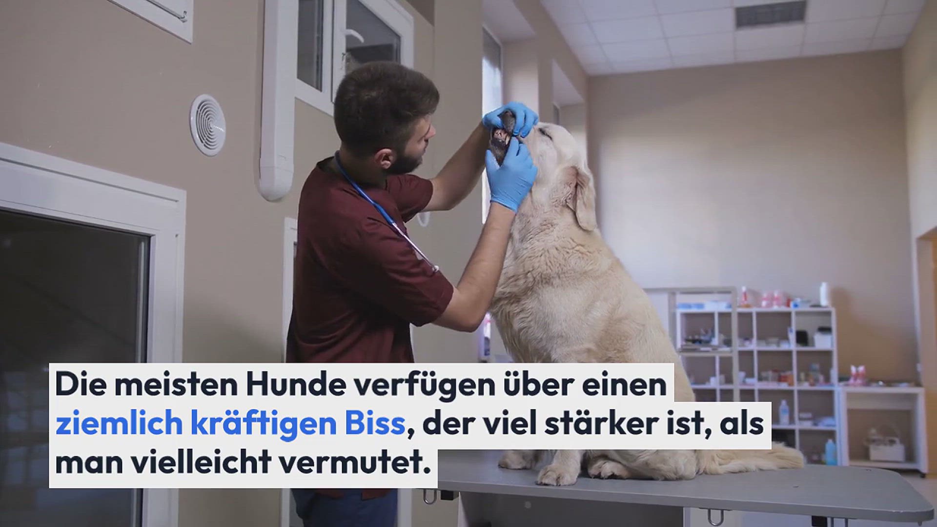 Schne Beisskraft Von Hunden Bild