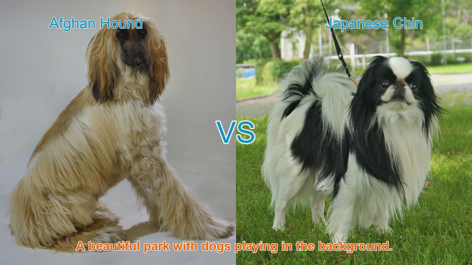 Exploring Afghan Hound and Japanese Chin: Or... | Open Video