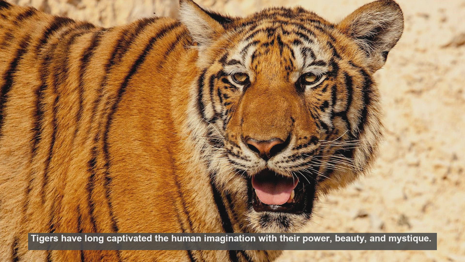 10 Famous Tiger Quotes: Power, Beauty, and W... | Open Video