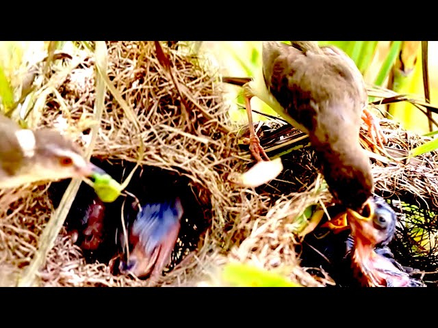 Bird Nesting Habits: A Deep Dive | Under wat... | Open Video