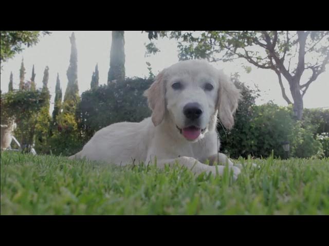 Dog Inbreeding: Understanding Its Impact on Canine Health | Open Video