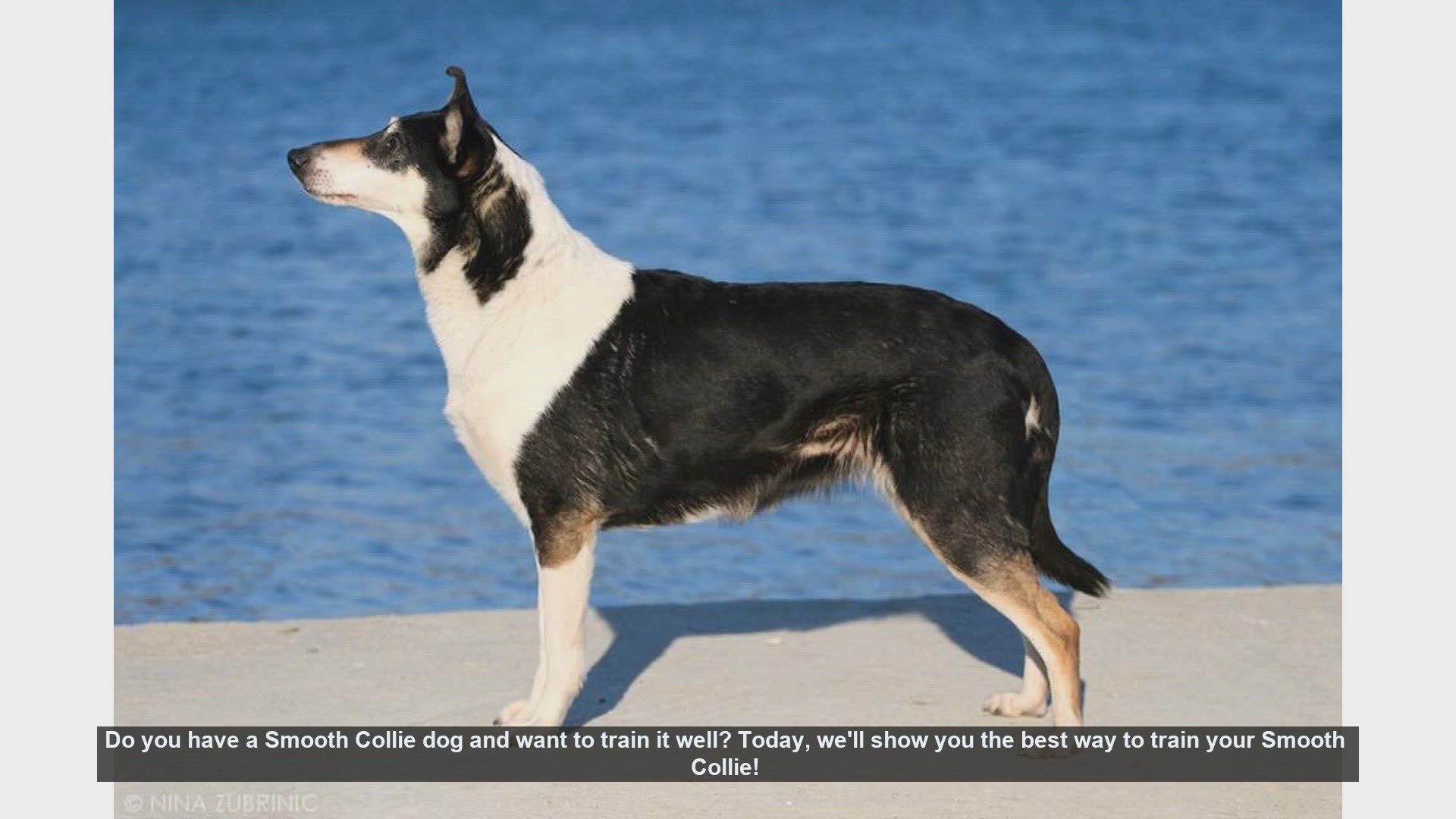 Ultimate Guide to Training Your Smooth Colli... | Open Video