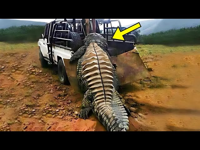 Man Catches Lizard-Like Creature, He Turns P... | Open Video