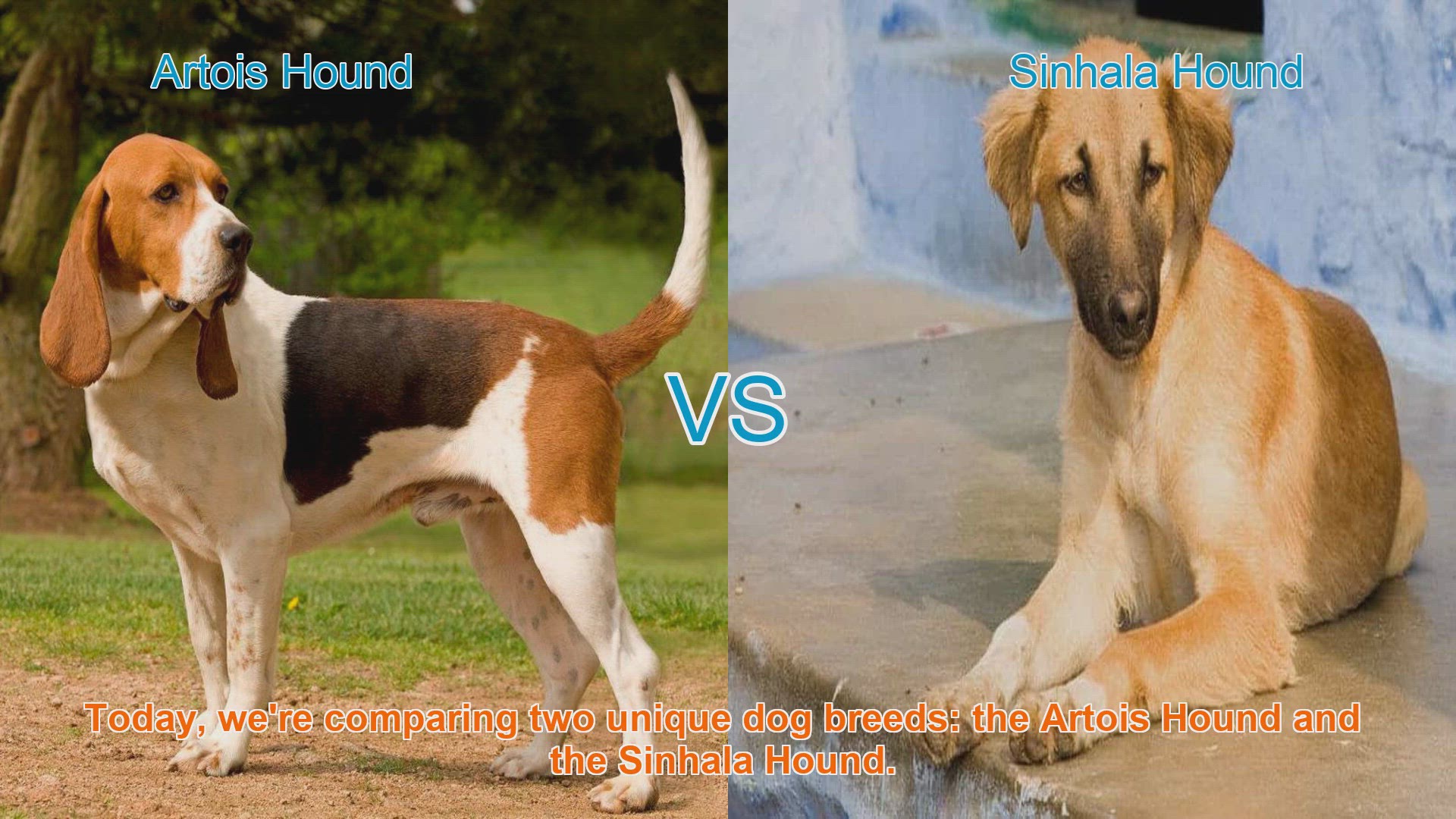 Comparing Artois Hound and Sinhala Hound: Or... | Open Video