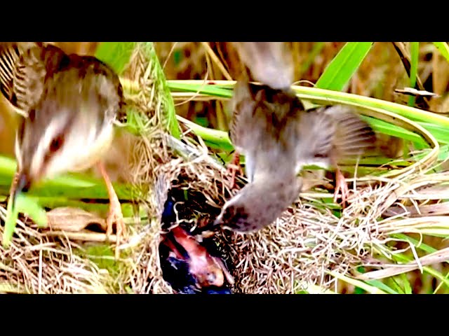 Amazing of Lake - The Cuckoo bird baby cry ... | Open Video