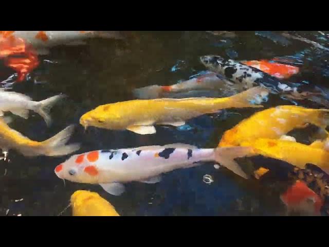 Koi Fish Body Proportion: A Key Factor in Ju... | Open Video