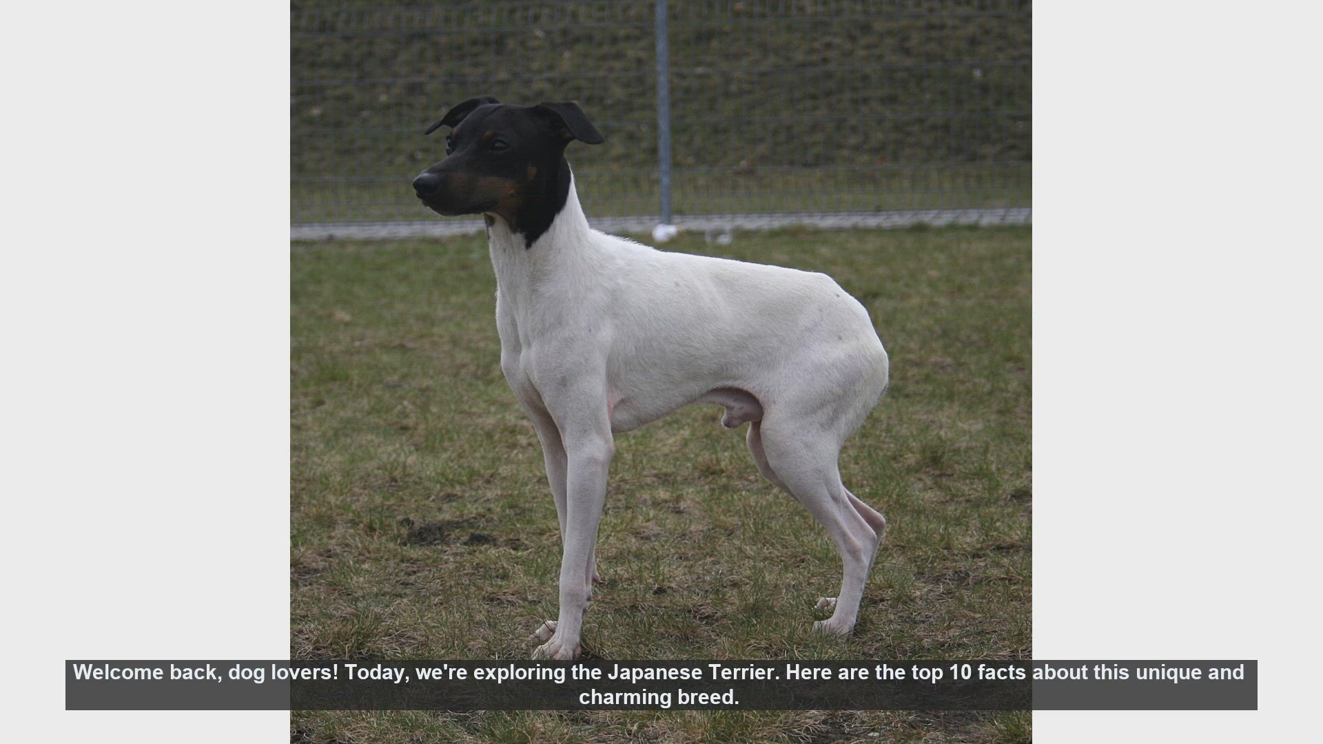 Top 10 Facts About the Japanese Terrier | Open Video