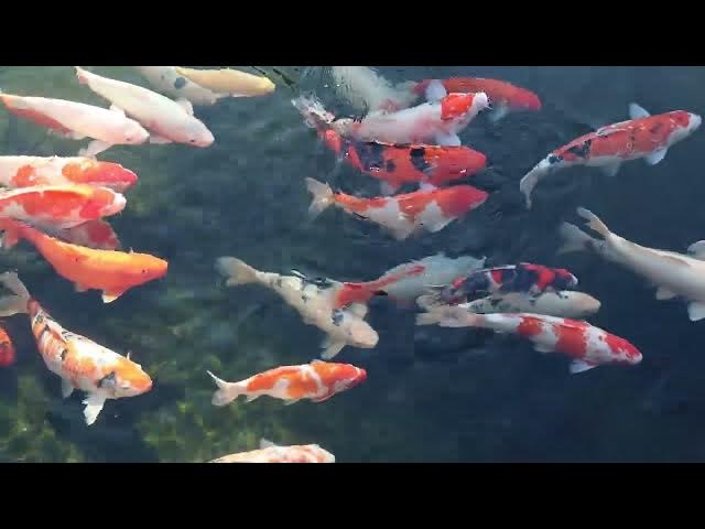 Koi Fish Diet: Why Algae Alone Isn't Enough | Open Video