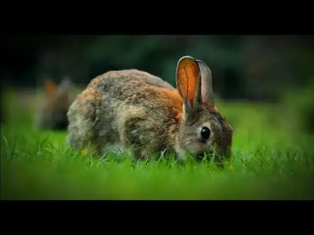 The Rabbit’s Foot: Unraveling a Curious Lucky Charm | Open Video